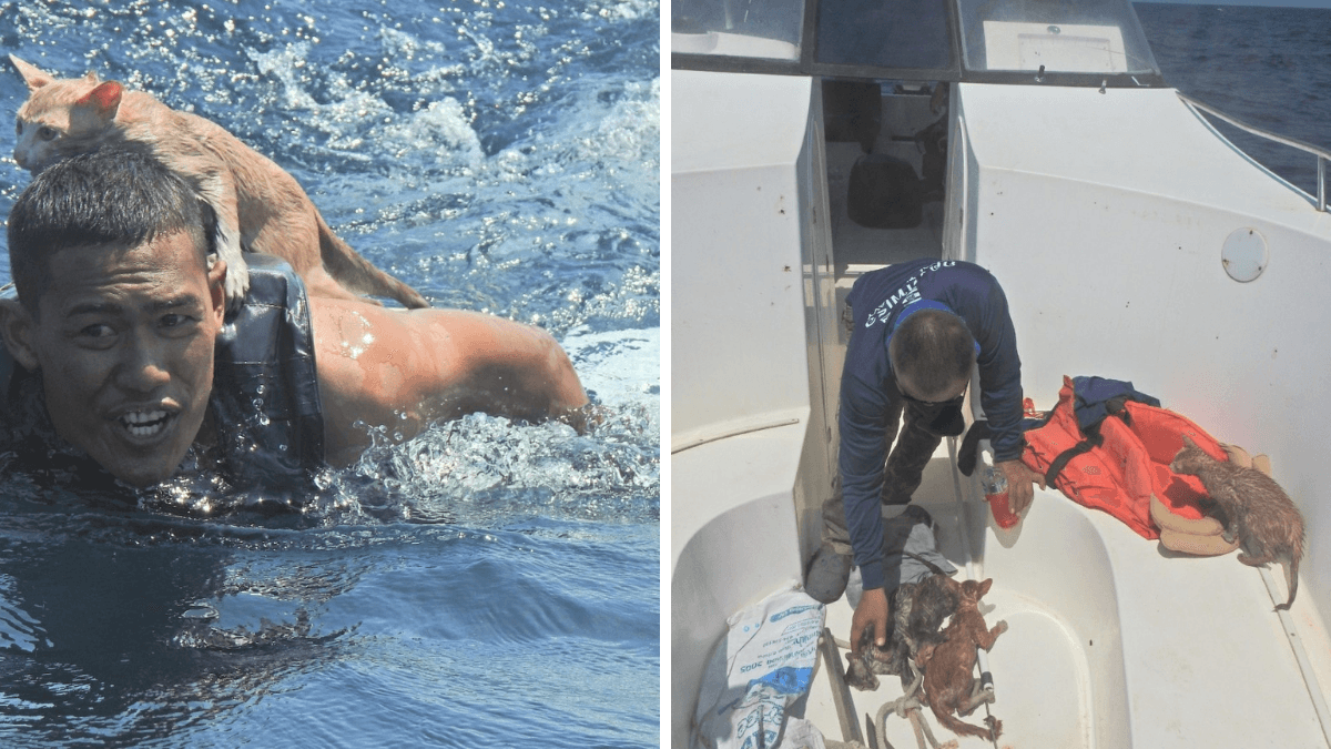 Thai Sailors Risk Their Lives To Rescue Kittens Trapped On Sinking Ship ...