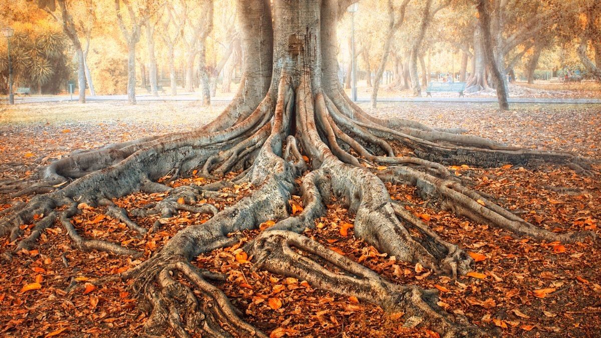 Balancing Your Root Chakra : A Complete Guide | Goalcast