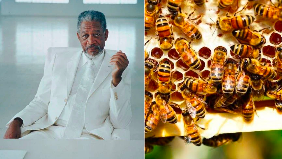 Morgan Freeman Turned His 124-Acre Property Into a Sanctuary for Bees